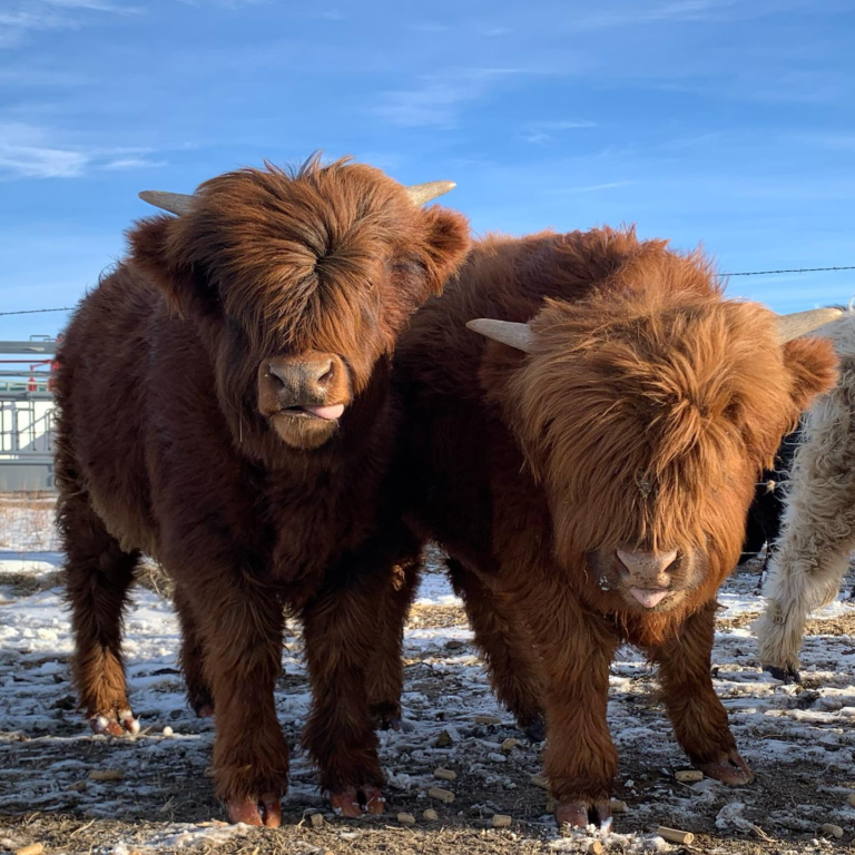 Our Herd - Highland Mini Cow