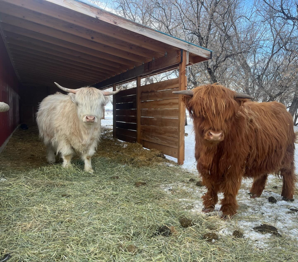 Our Herd - Highland Mini Cow