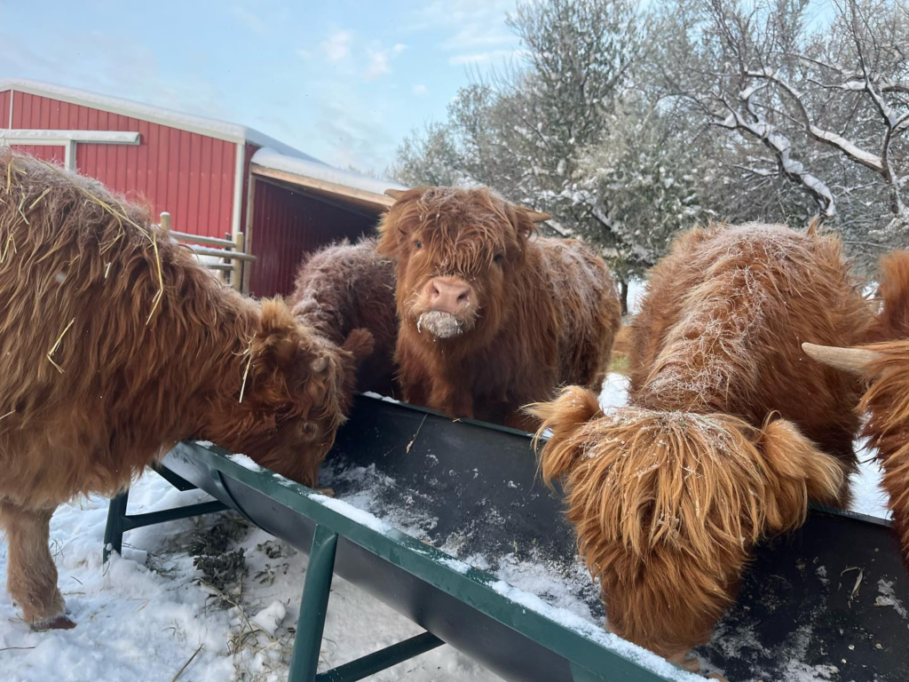 Our Herd - Highland Mini Cow