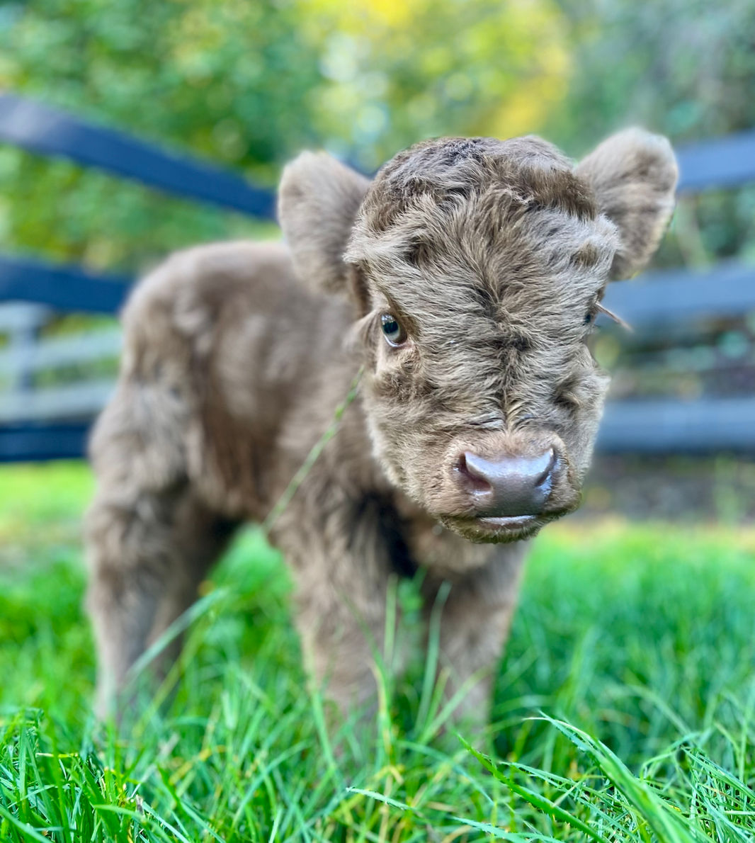 Available Calves - highland mini cow