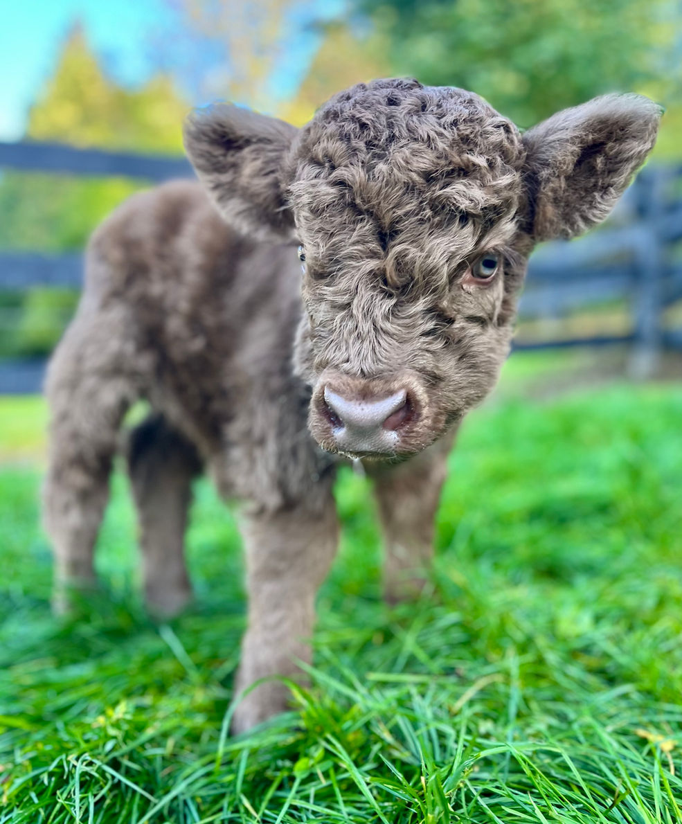 Mini Cows for Sale in Ohio 2025 - Highland Mini Cow