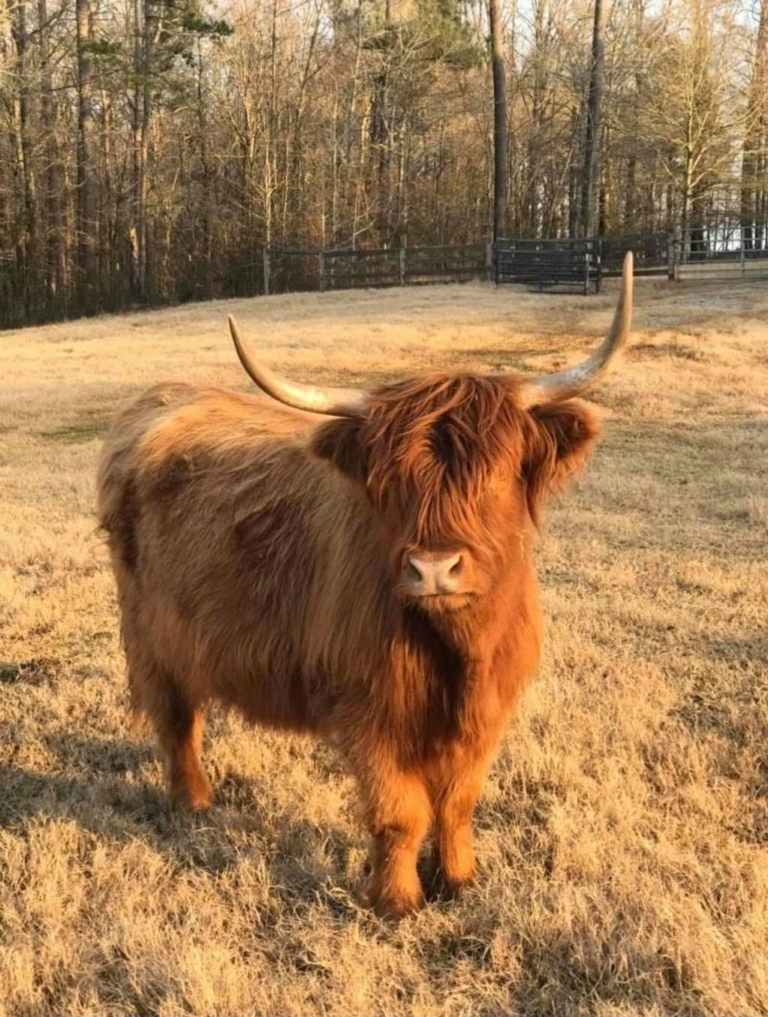 Mini Cow Size - highland mini cow