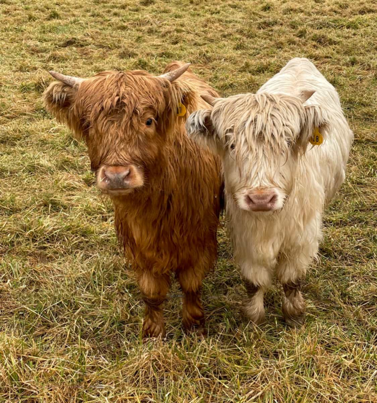 What Is a Mini Cow? - highland mini cow